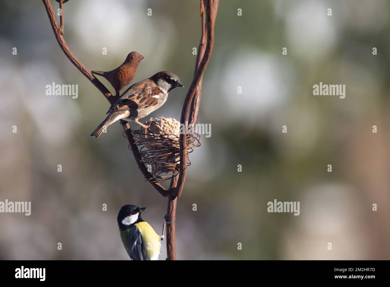 A close-up of two sparrows on a tree with a small nest in a park Stock ...