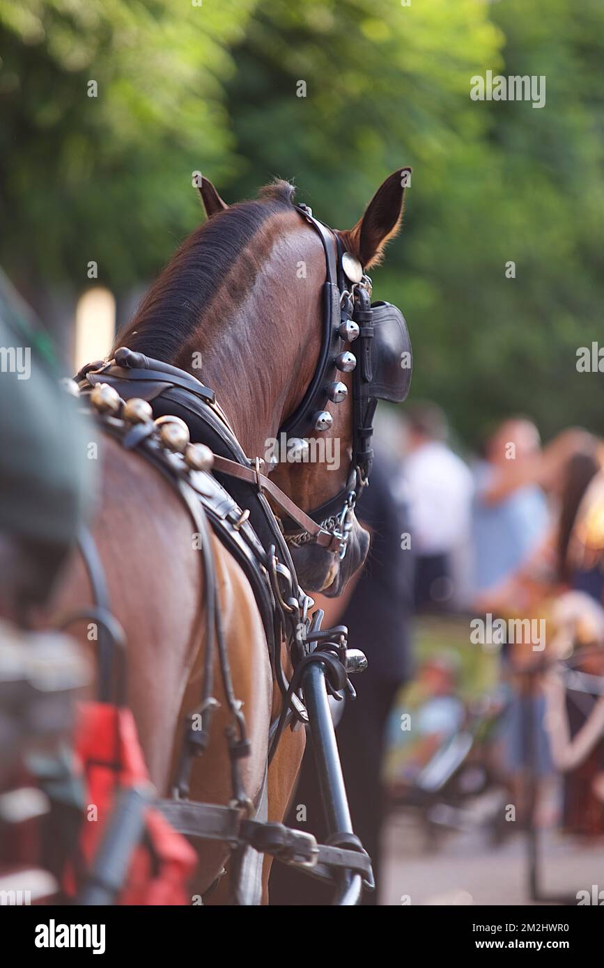 Horses in démonstration | Chevaux de parade 15/08/2018 Stock Photo - Alamy