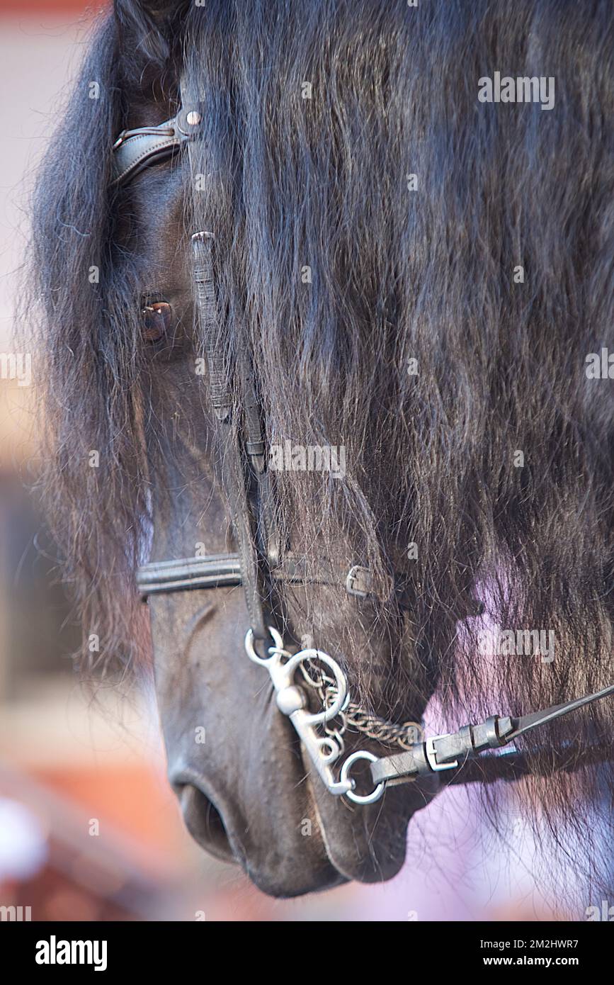 Horses in démonstration | Chevaux de parade 15/08/2018 Stock Photo - Alamy