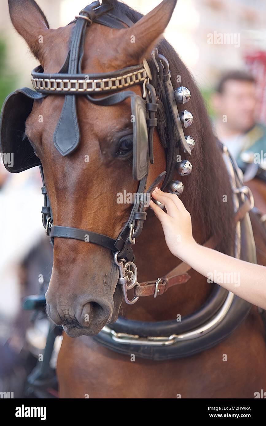 Horses in démonstration | Chevaux de parade 15/08/2018 Stock Photo - Alamy