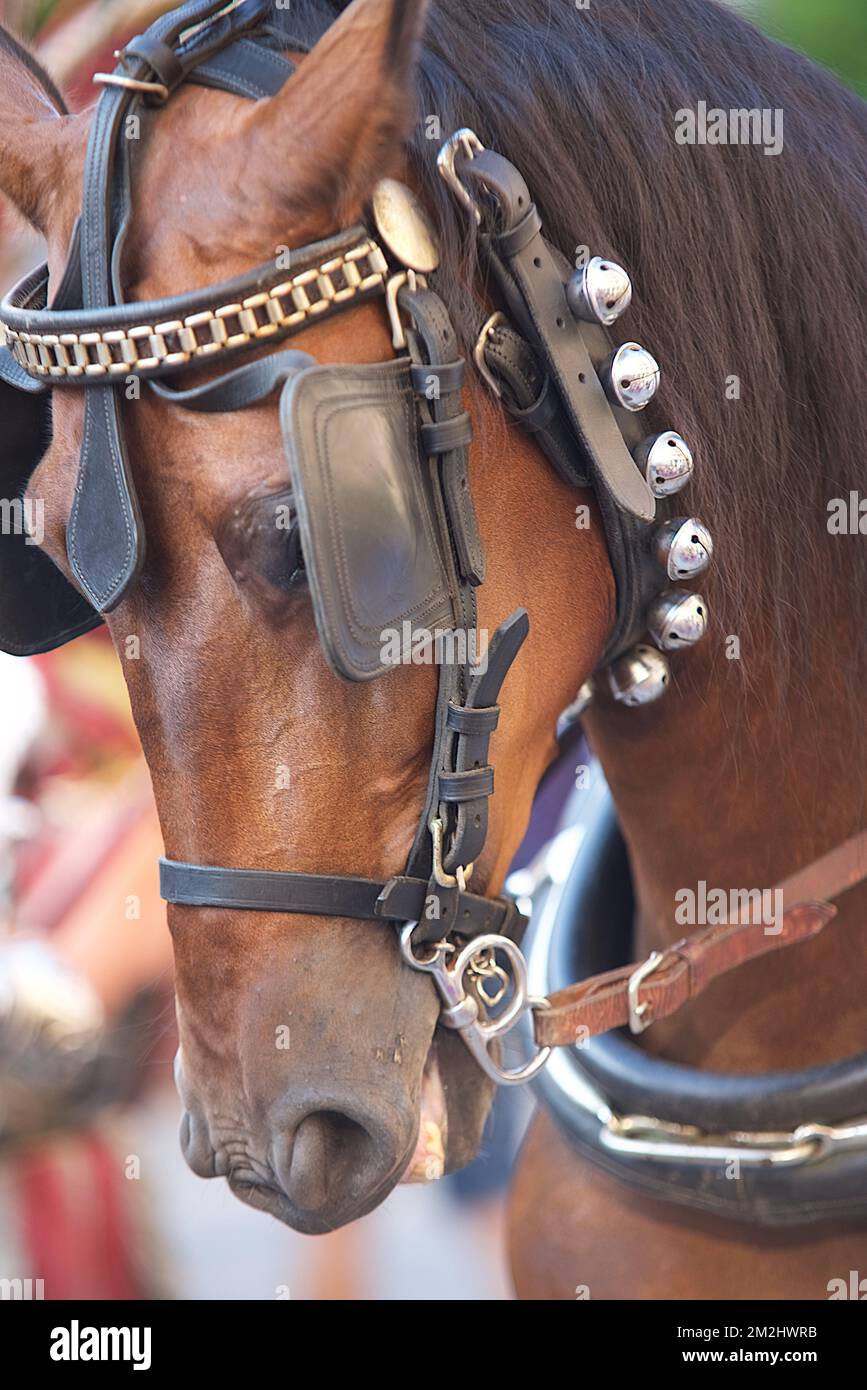 Horses in démonstration | Chevaux de parade 15/08/2018 Stock Photo - Alamy