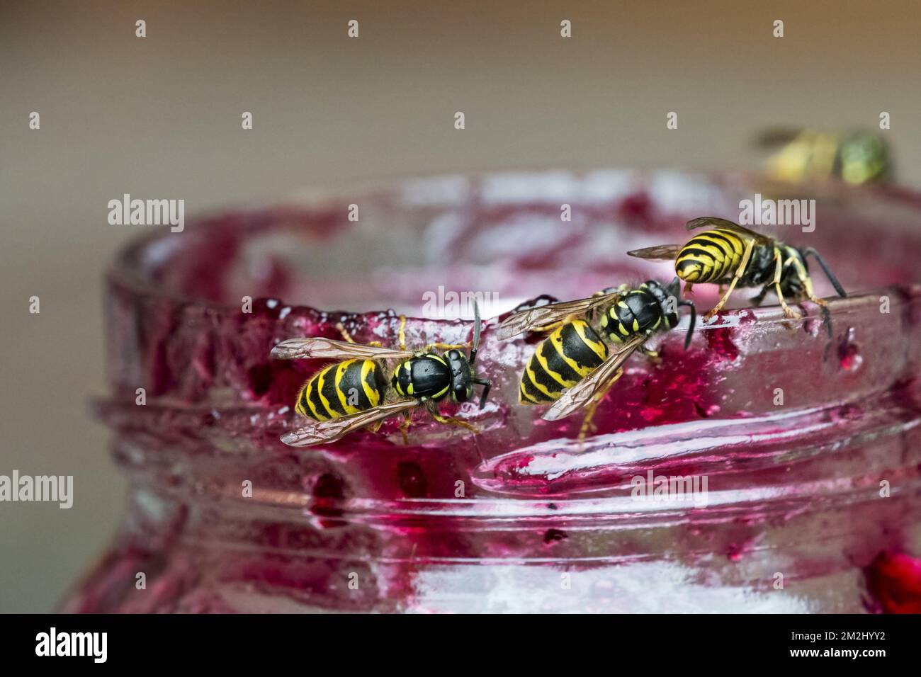 Four common wasps (Vespula vulgaris), attracted by sweet scent of fruit ...
