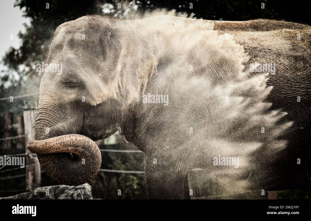 Illustration picture shows an Asian elephant taking a dust bath at the ...