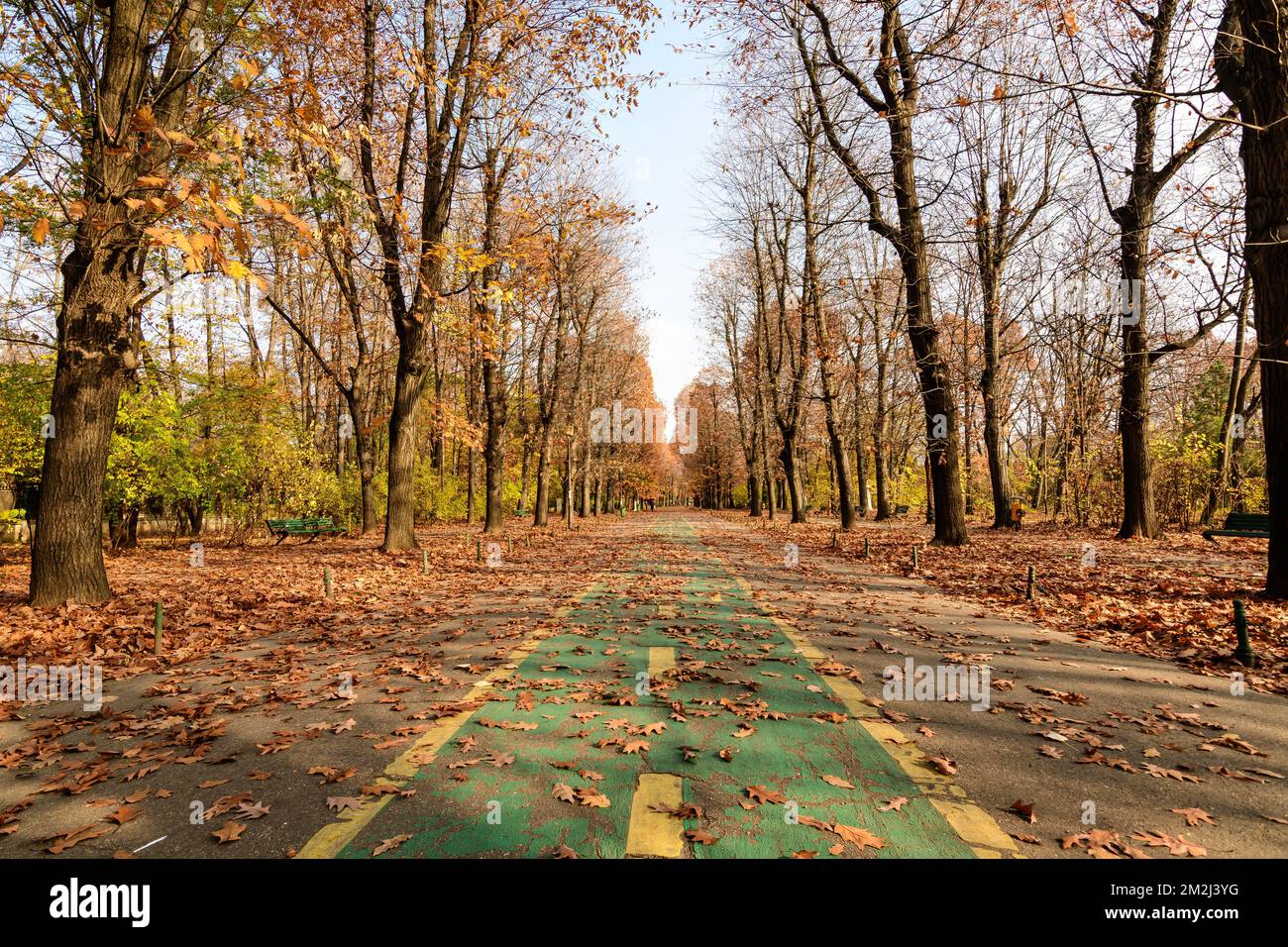 Landscape with large green trees with yellow and orange colored leaves ...