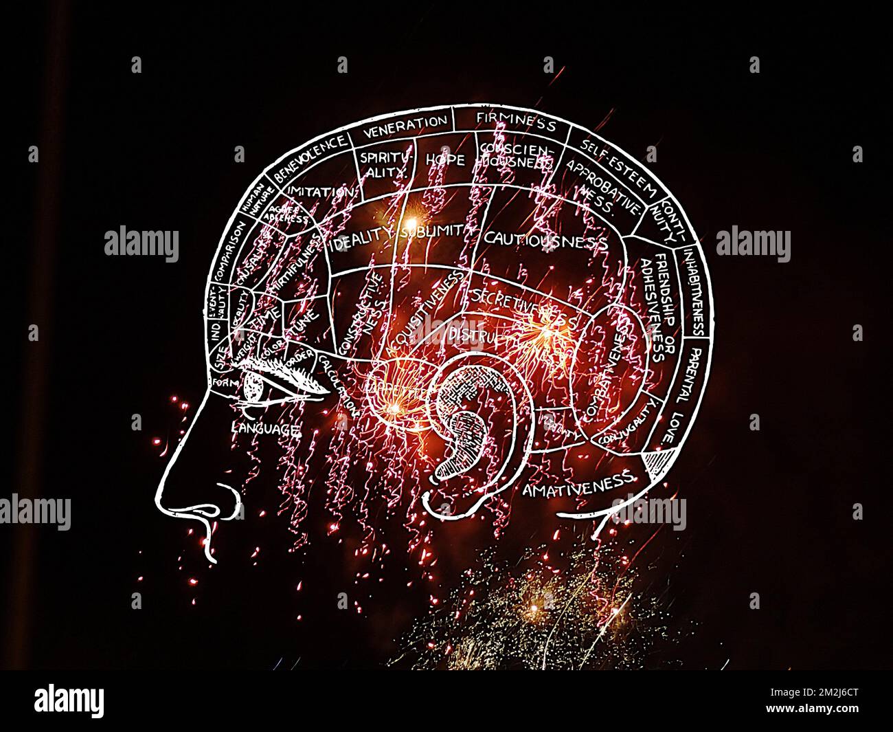 Neurons brain bird hi-res stock photography and images - Alamy