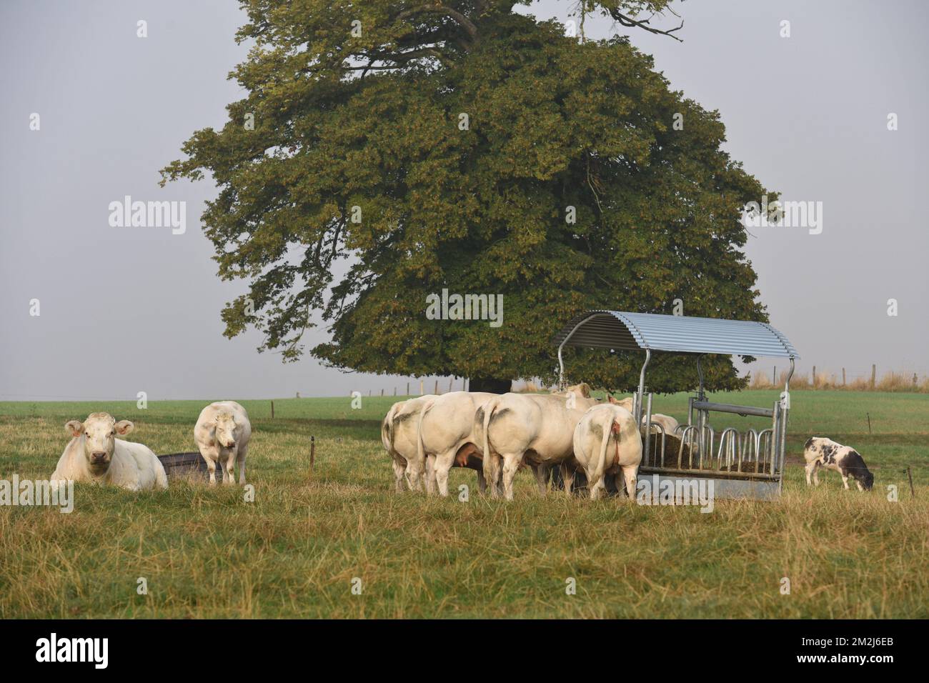 Cattle | Betail 21/08/2016 Stock Photo - Alamy