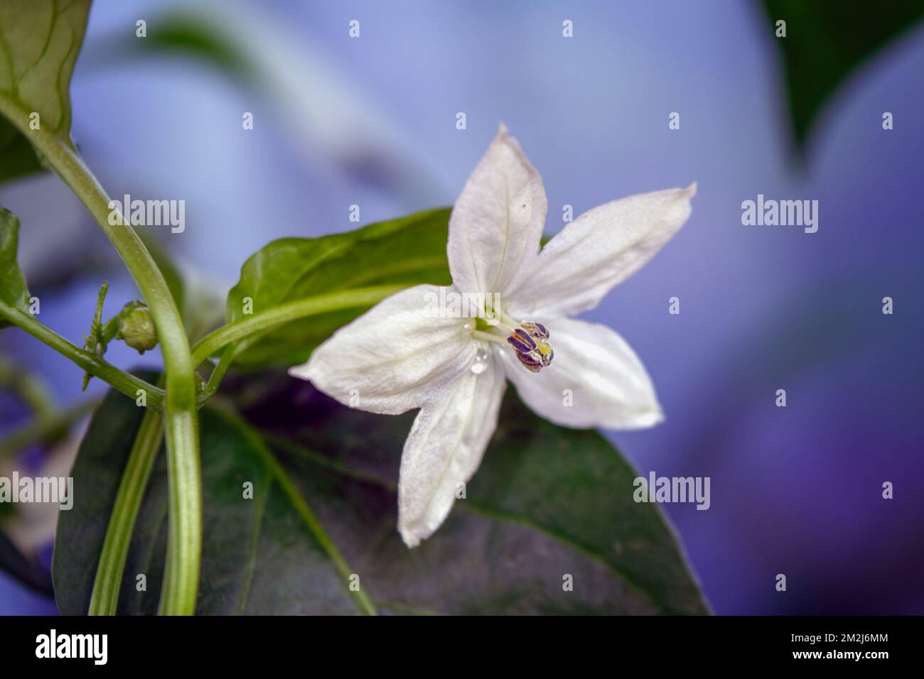 A flower of a cayenne pepper plant Capsicum annuum Stock Photo - Alamy