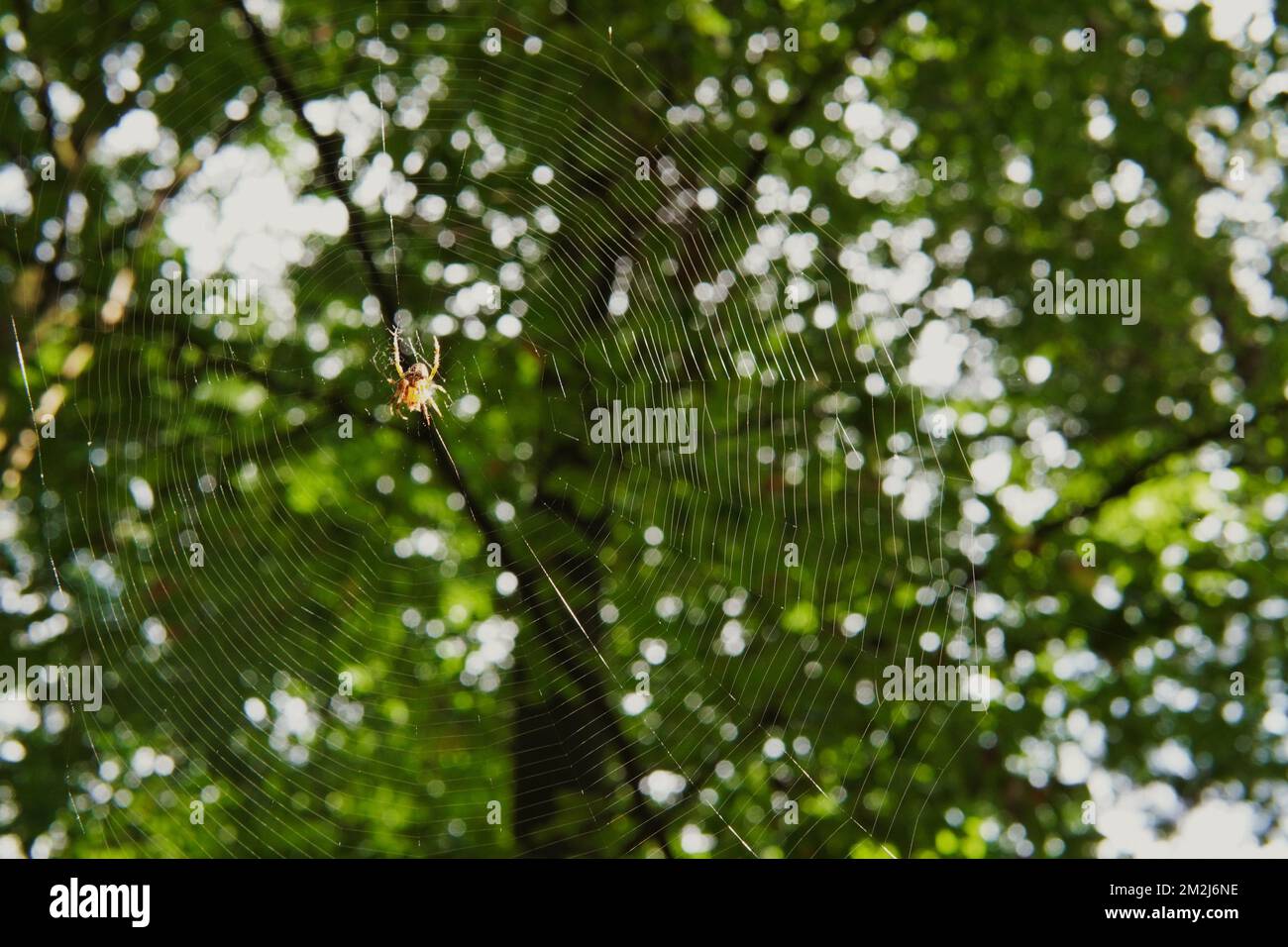 A closeup shot of a spider sitting on its web against Stock Photo - Alamy