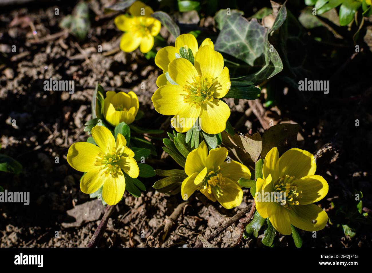 Many delicate yellow flowers of Ranunculus repens plant commonly known ...
