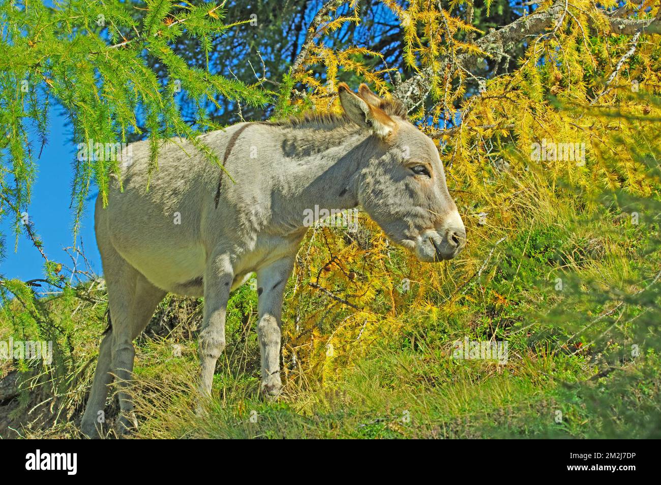 Donkey browsing in autumn larch forest. Alps, Dolomites, Italy Stock ...
