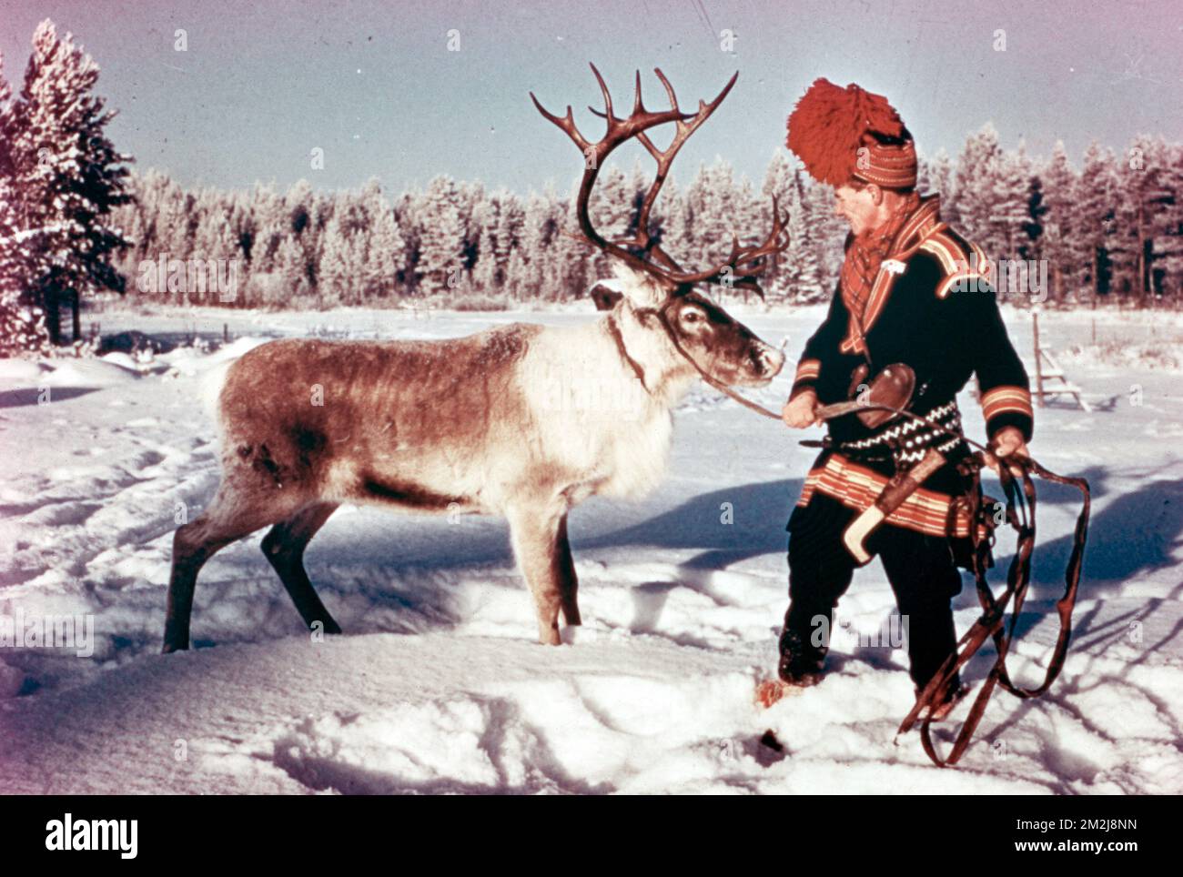 A Lapp with a reindeer, Sweden 1960s Stock Photo - Alamy