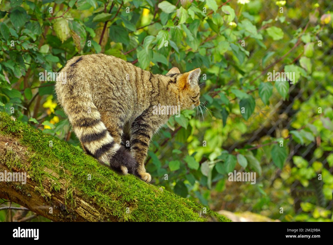 Wild Cat Seen From Behind The Characteristic Bushy Tail With Its Three Wild Cat Seen From Behind The Characteristic Bushy Tail With Its Three
