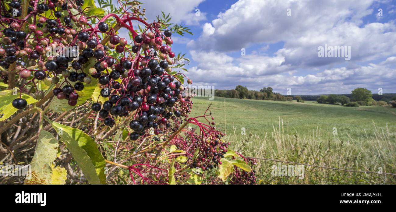 European elder / European elderberry (Sambucus nigra) showing drooping ...