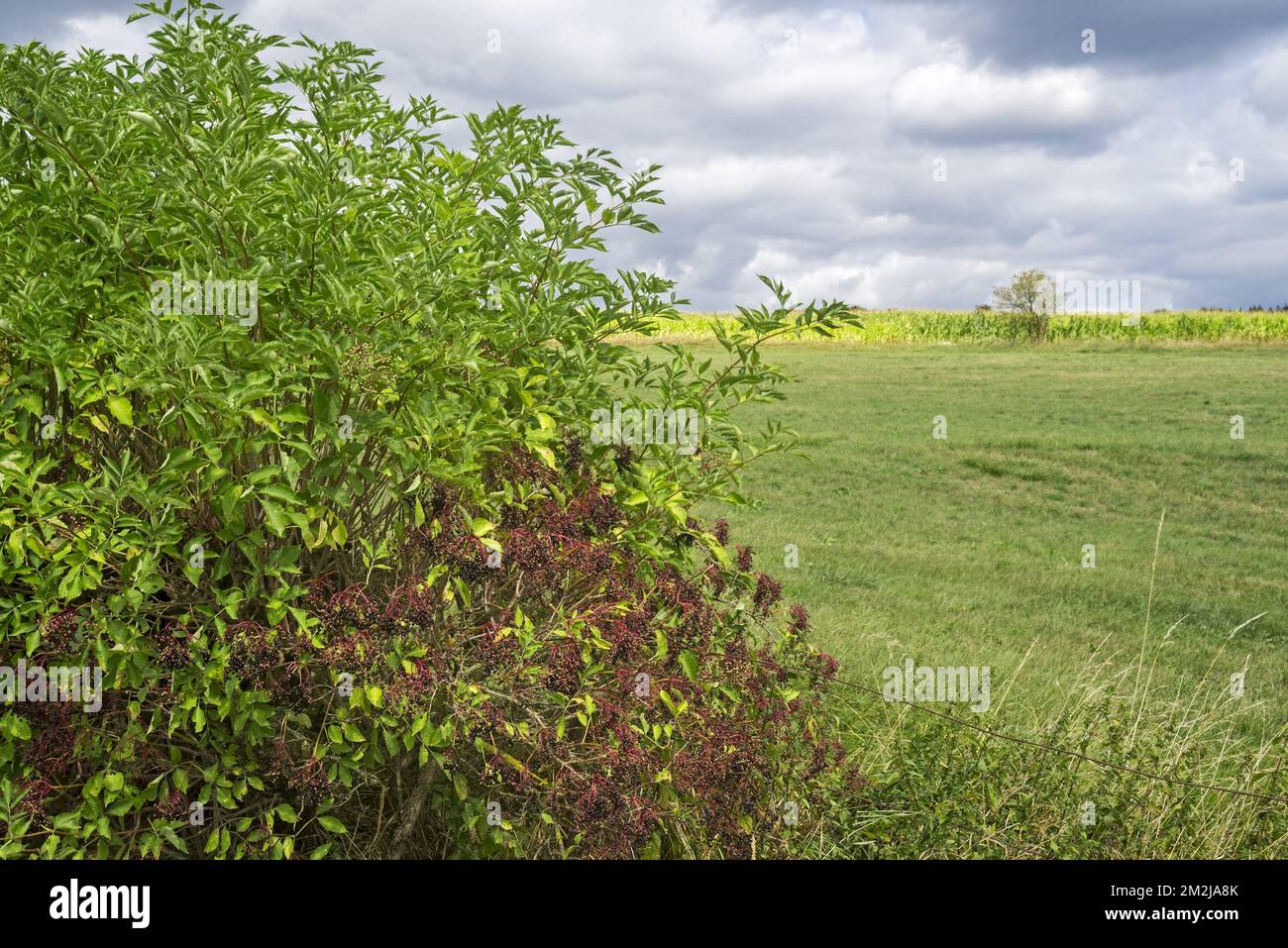 European elder / European elderberry (Sambucus nigra) showing drooping ...