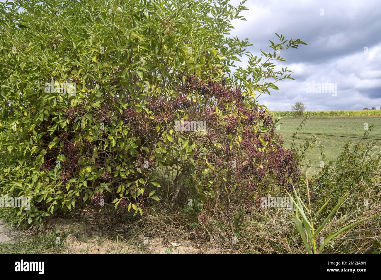 European elder / European elderberry (Sambucus nigra) showing drooping ...