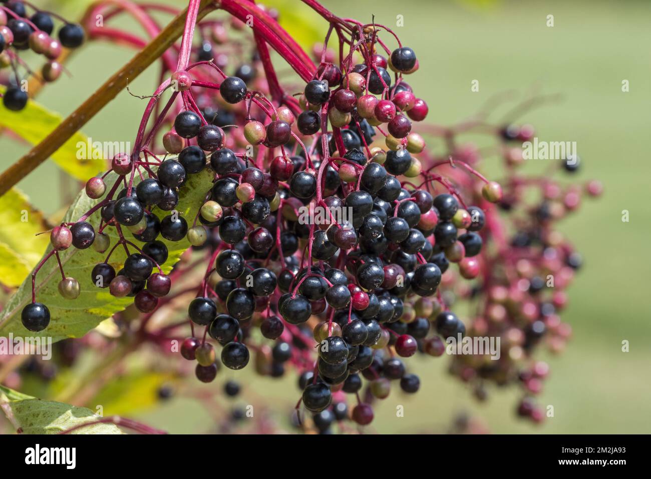 European elder / European elderberry (Sambucus nigra) showing drooping ...