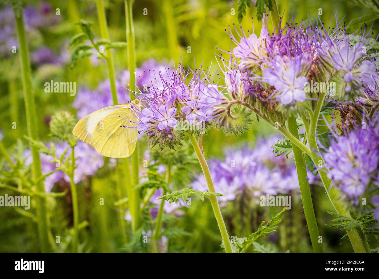 A close-up of a yellow turnip whitefish (Pieris rapae) butterfly ...