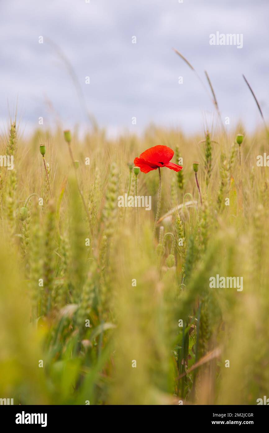 A vertical shot of a red poppy self-seeding (Papaver rhoeas) flower in ...
