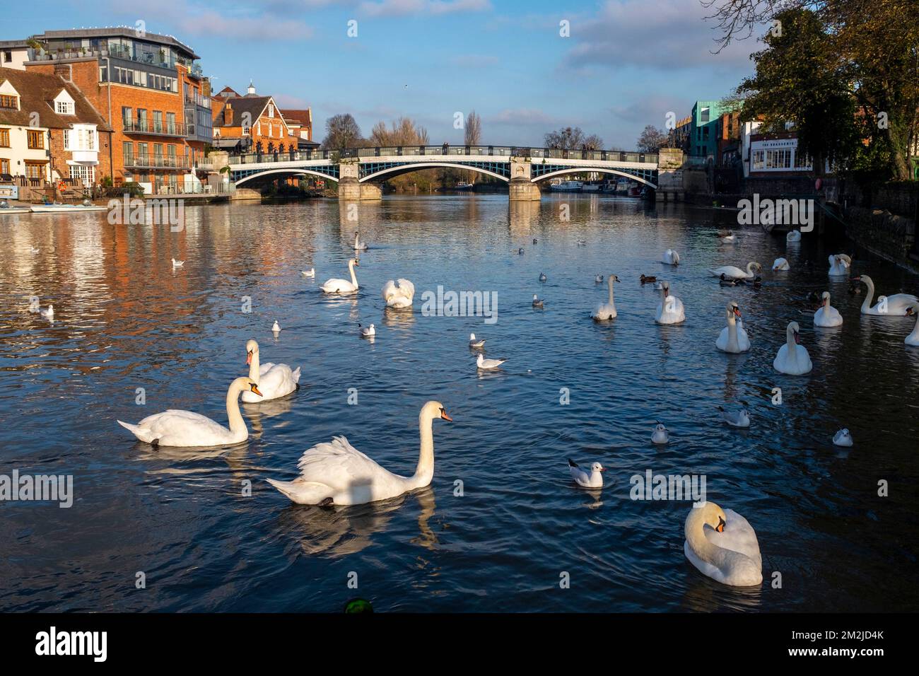 Mute swans on the River Thames at Royal Windsor Berkshire , England ...