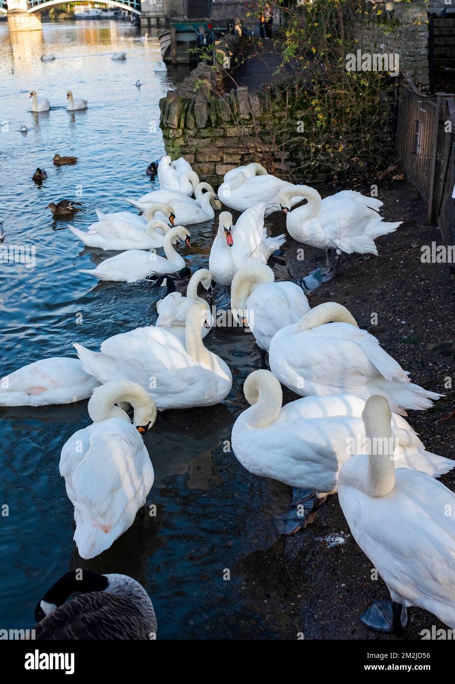 Mute swans on the River Thames at Royal Windsor Berkshire , England ...