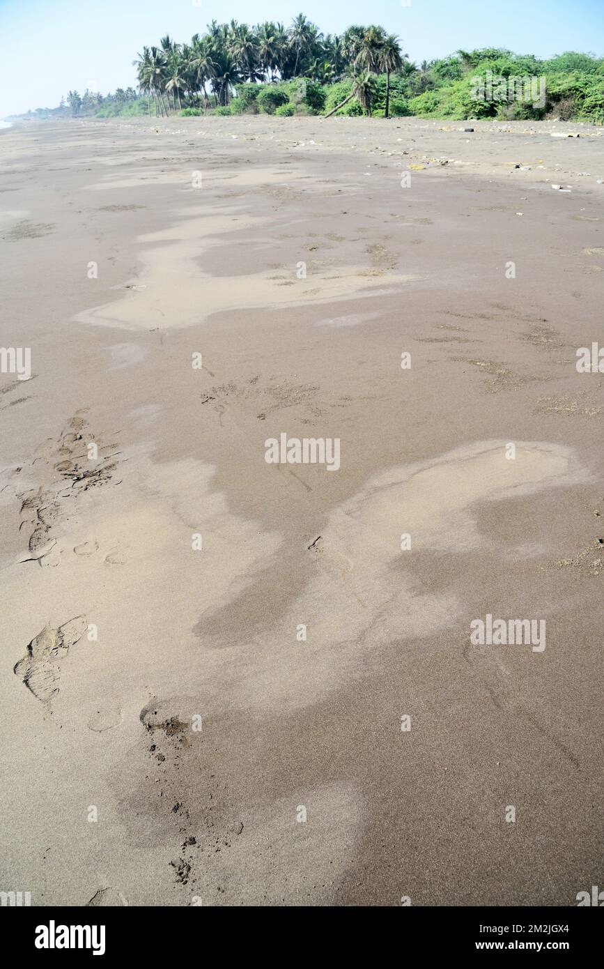 Palm trees on beach, Bhagal beach, Valsad, Gujarat, India, Asia Stock ...