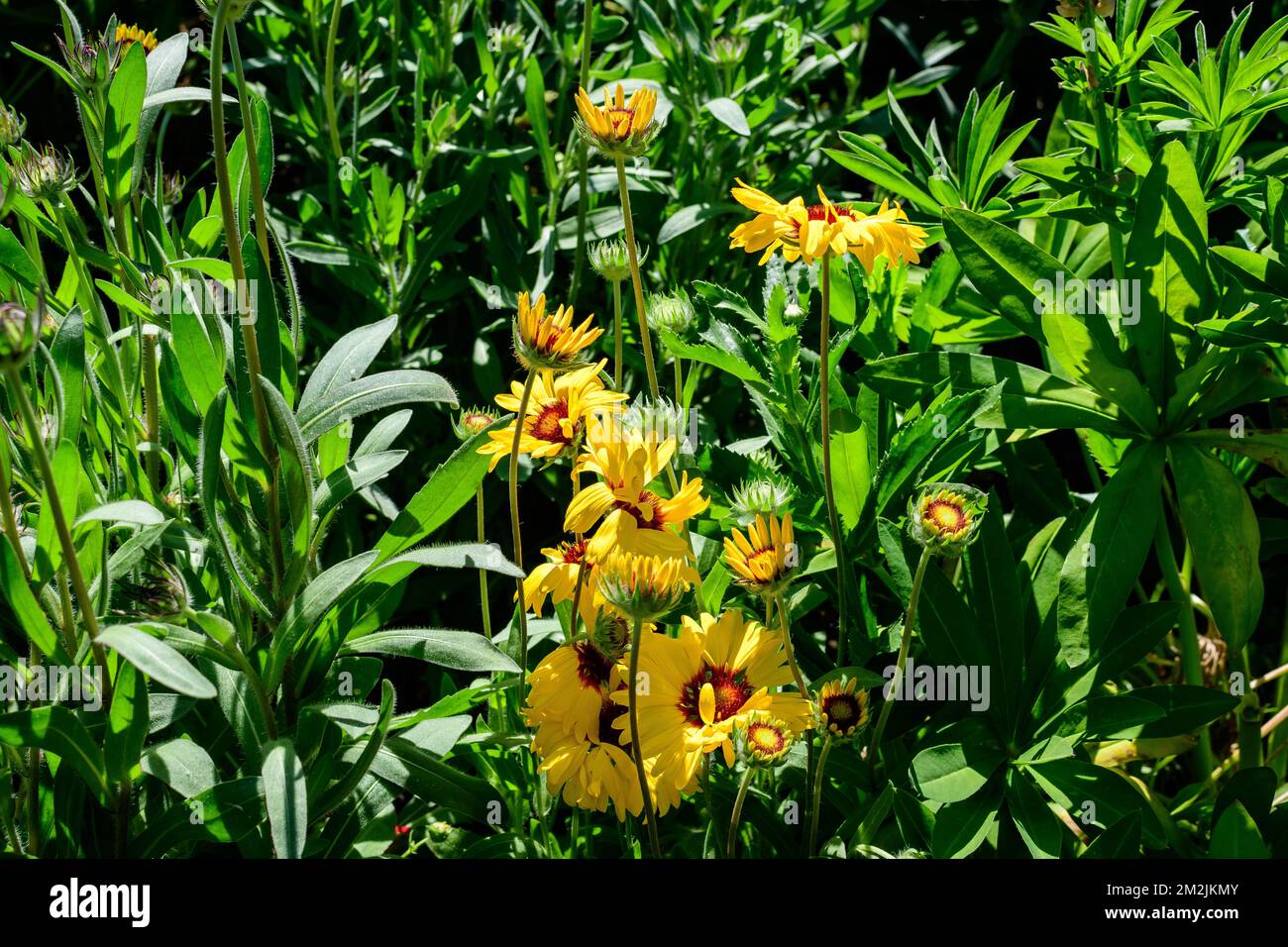 Many small vivid yellow and red Gaillardia flower, common known as ...