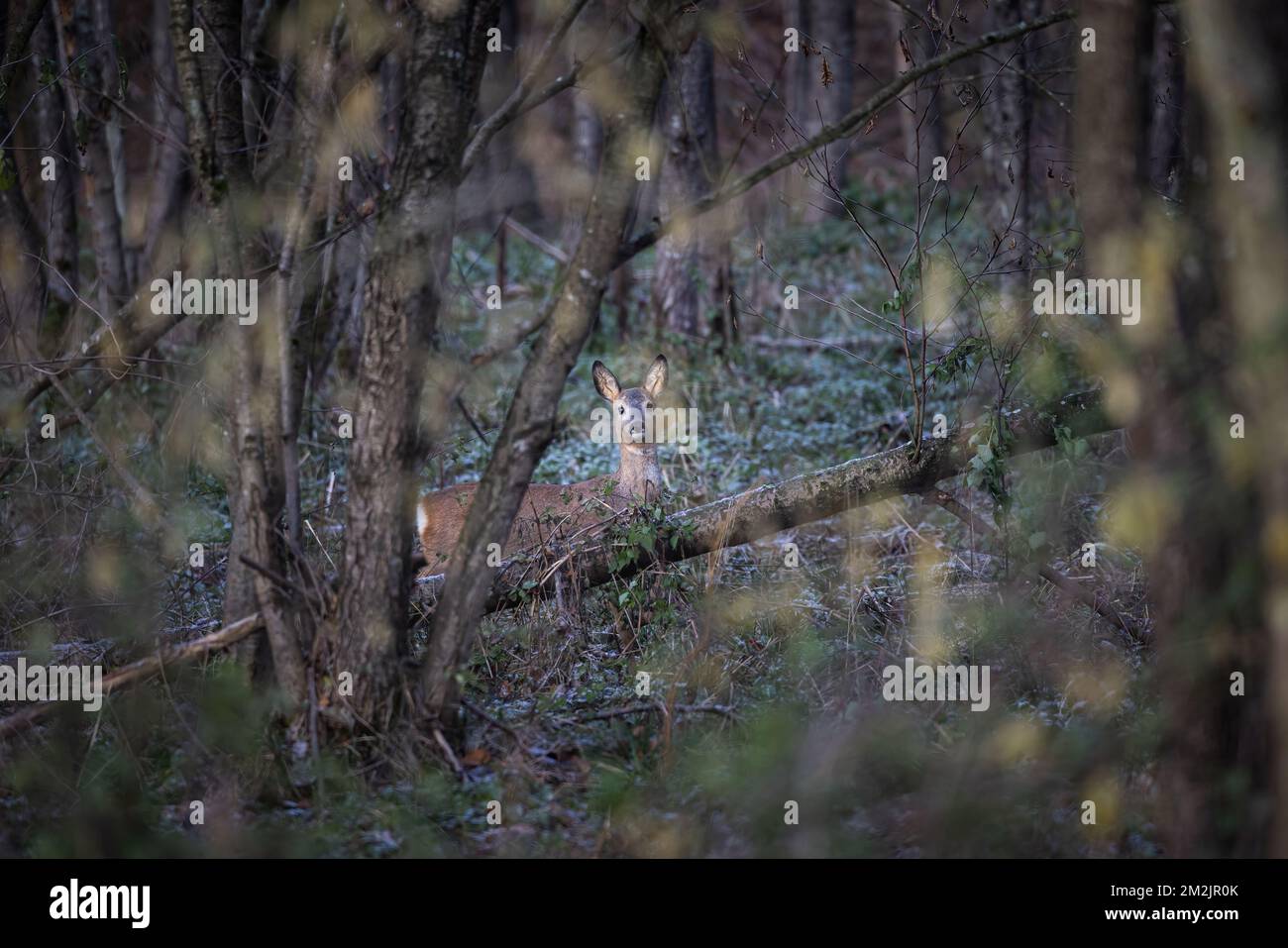 Female roe deer in the forest in Germany, Europe Stock Photo - Alamy