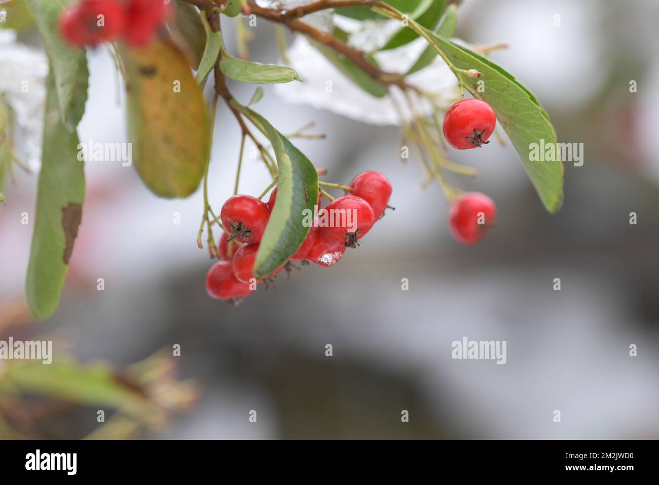 Pyracantha coccinea, scarlet firethorn, bright red berries with ...