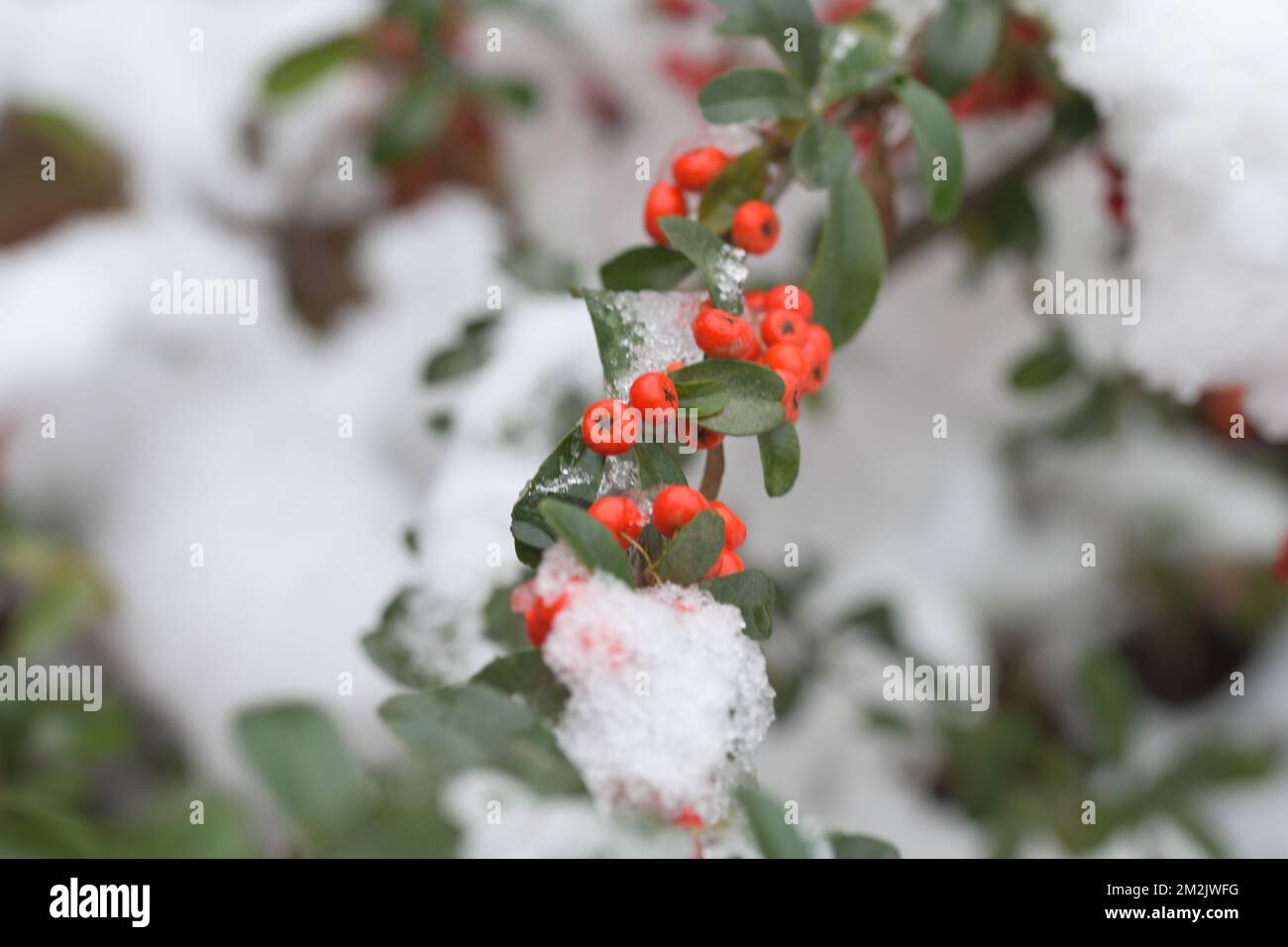 Pyracantha coccinea, scarlet firethorn, bright red berries with ...