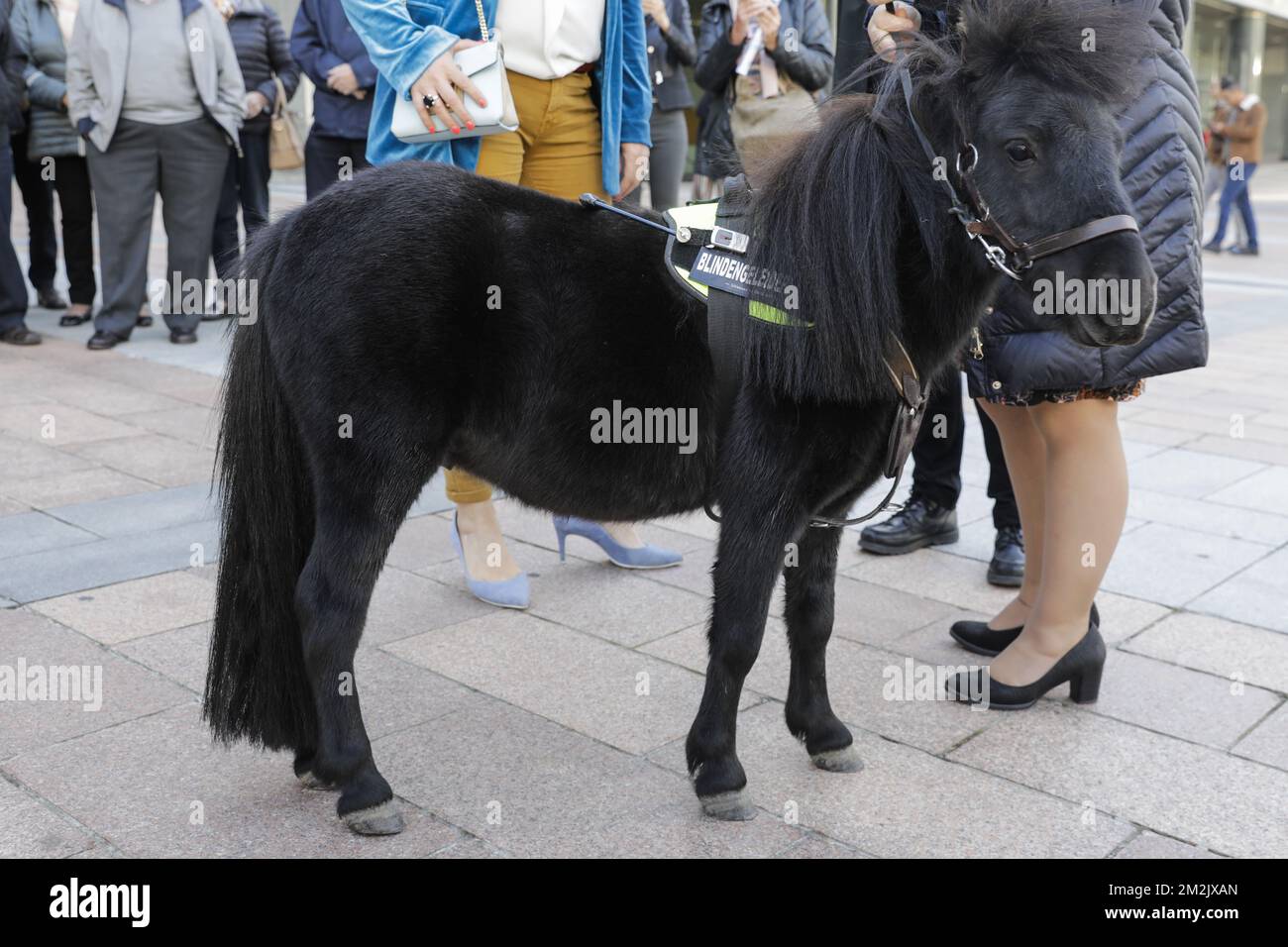Cheval guide hi-res stock photography and images - Alamy