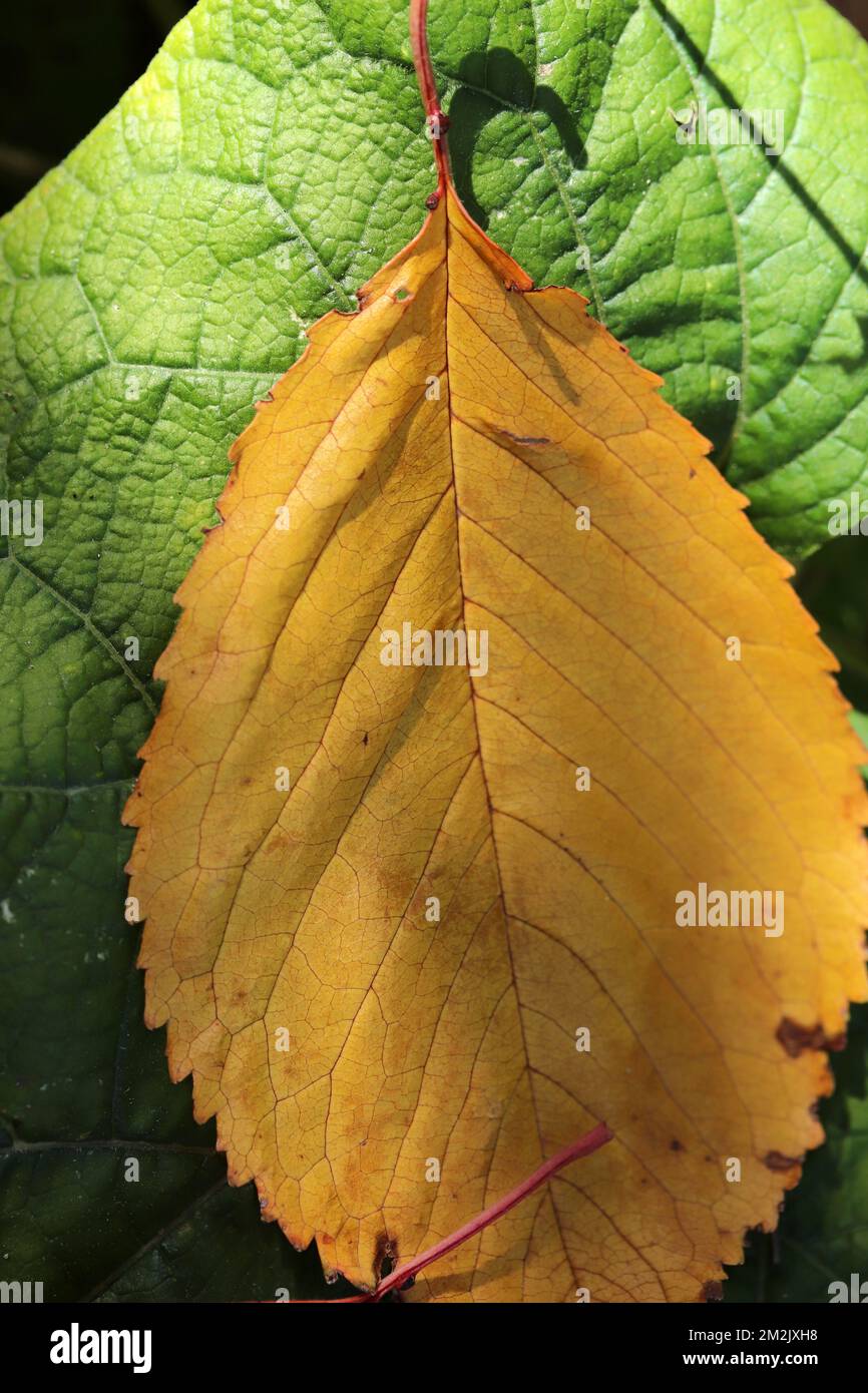 The colors of the leaves in autumn Stock Photo - Alamy
