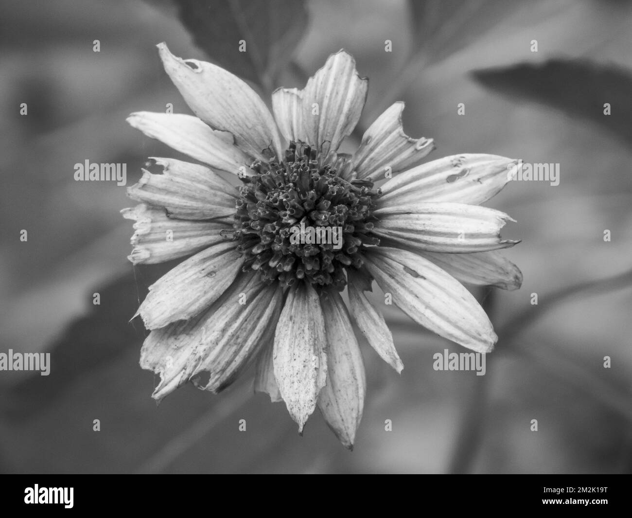 A grayscale closeup of a daisy flower on blur background Stock Photo ...