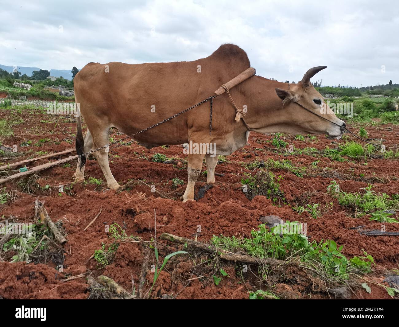 A side view of a brown ox with chain in the field with green plants ...