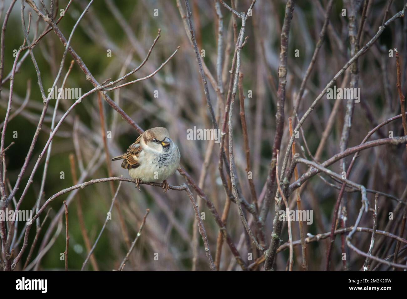 House sparrow (Passer domesticus Stock Photo - Alamy