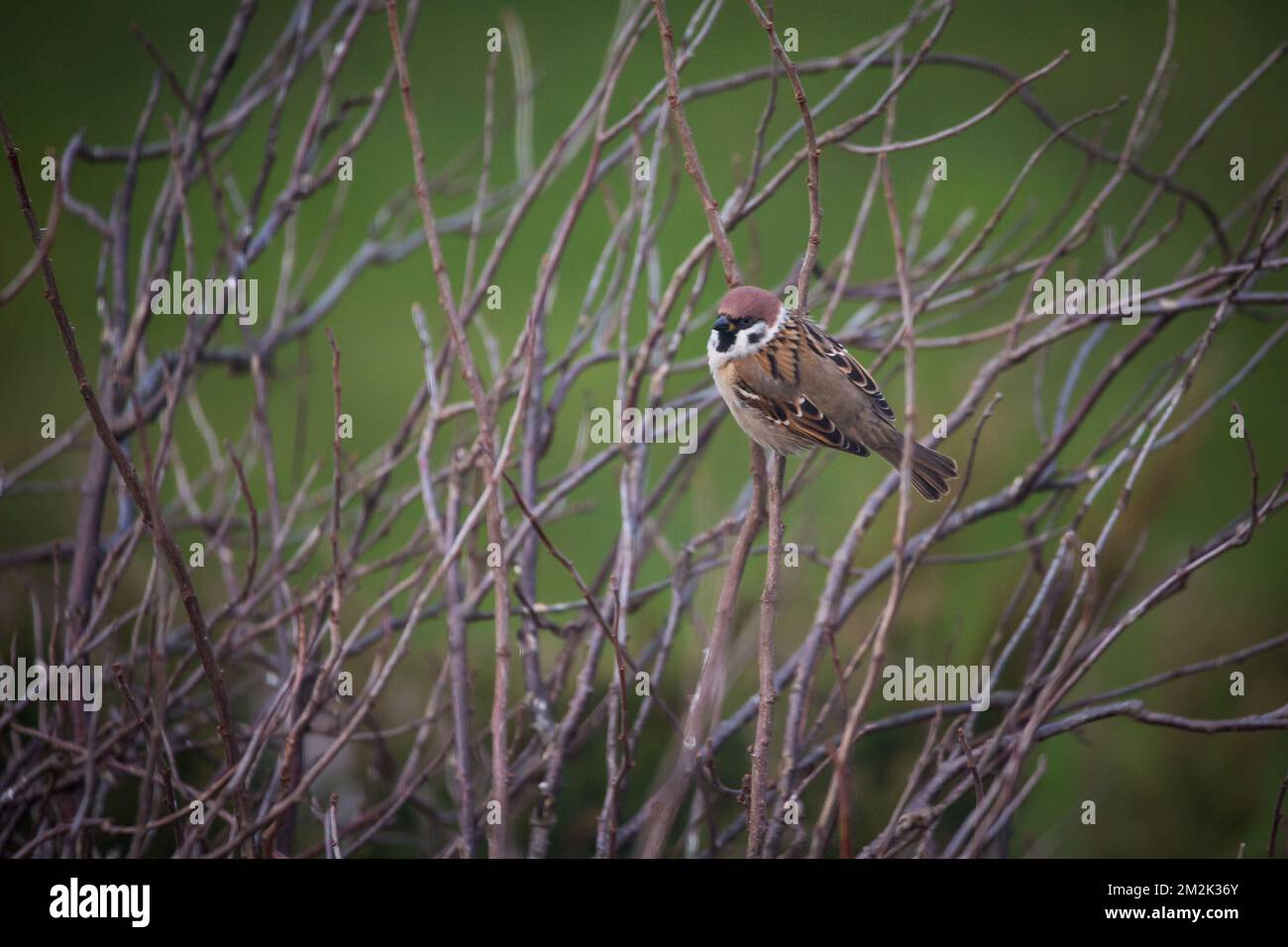 Tree sparrow fall hi-res stock photography and images - Alamy
