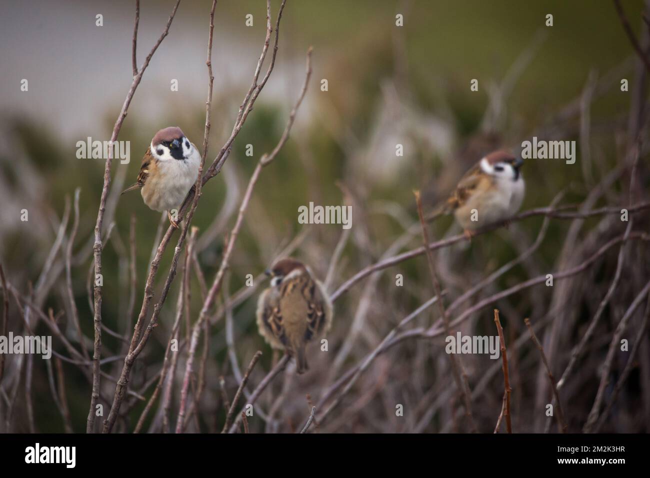Group of eurasian tree sparrows (Passer montanus Stock Photo - Alamy