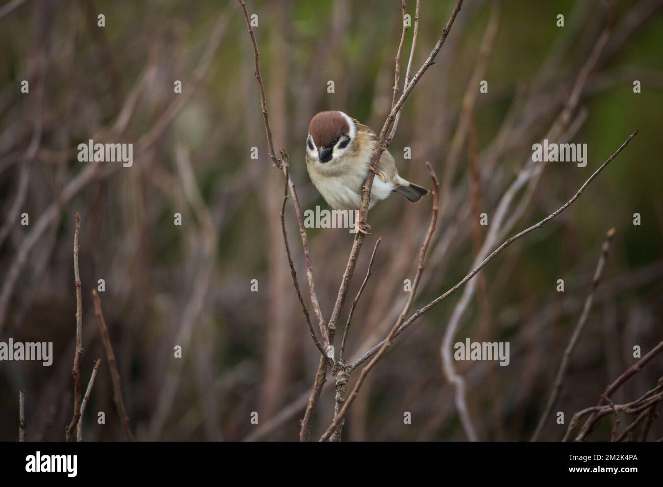 Tree sparrow fall hi-res stock photography and images - Alamy