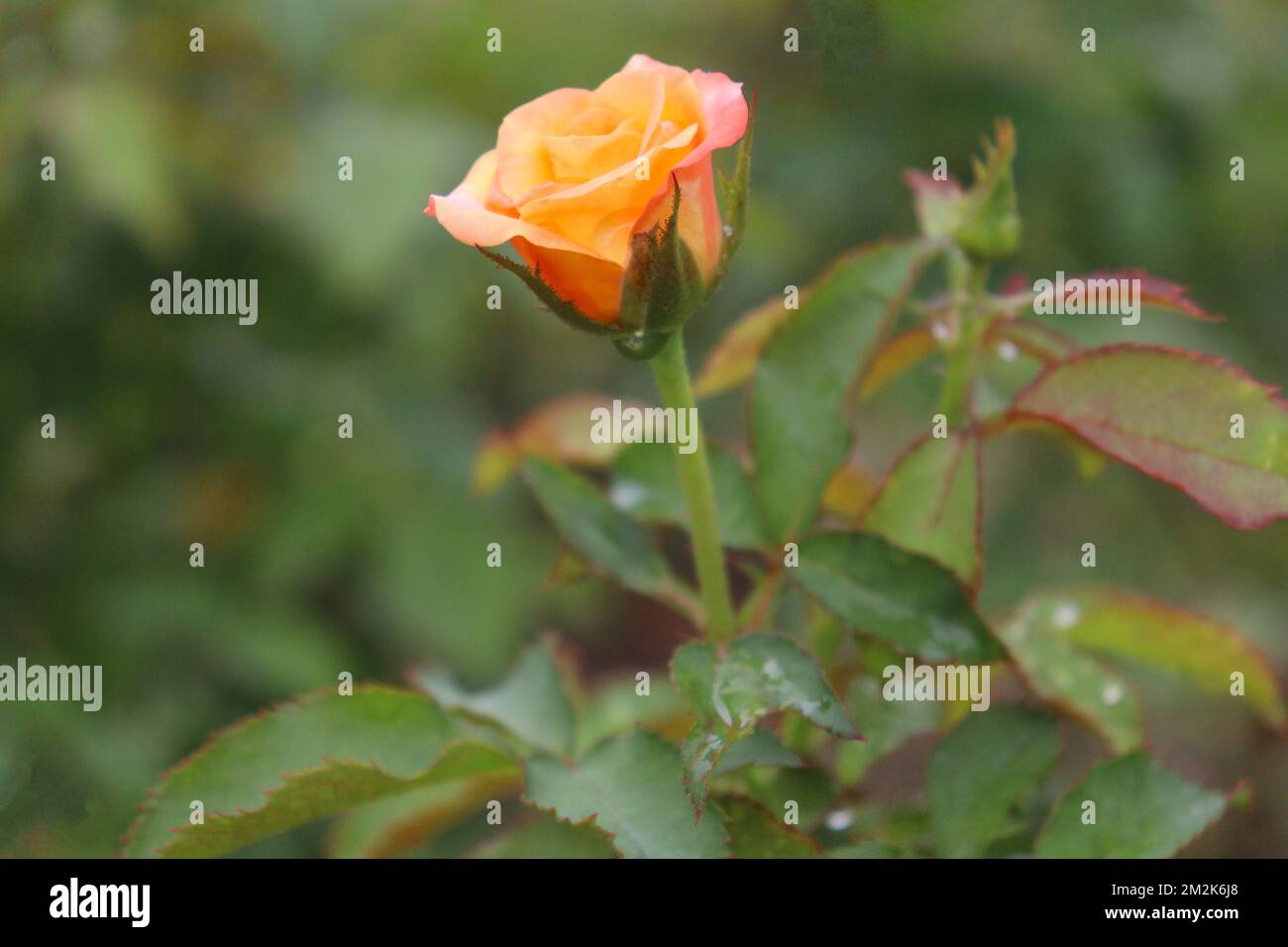 Rose tree stock hi-res stock photography and images - Alamy