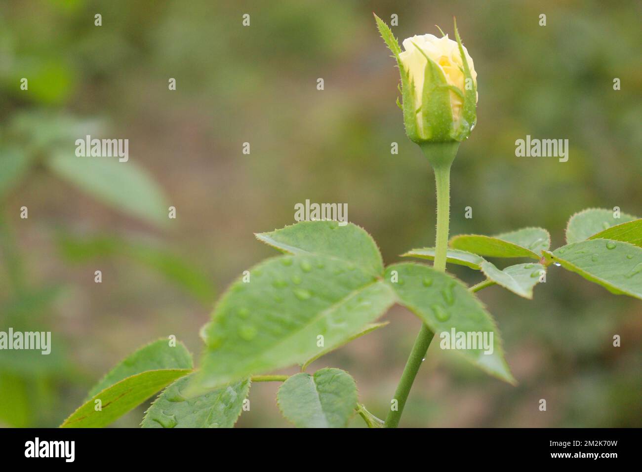 Tuberose farm hi-res stock photography and images - Alamy