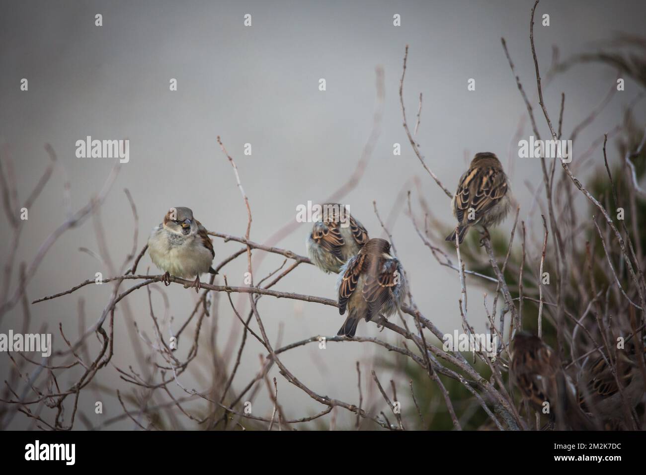 Group of house sparrows (Passer domesticus Stock Photo - Alamy