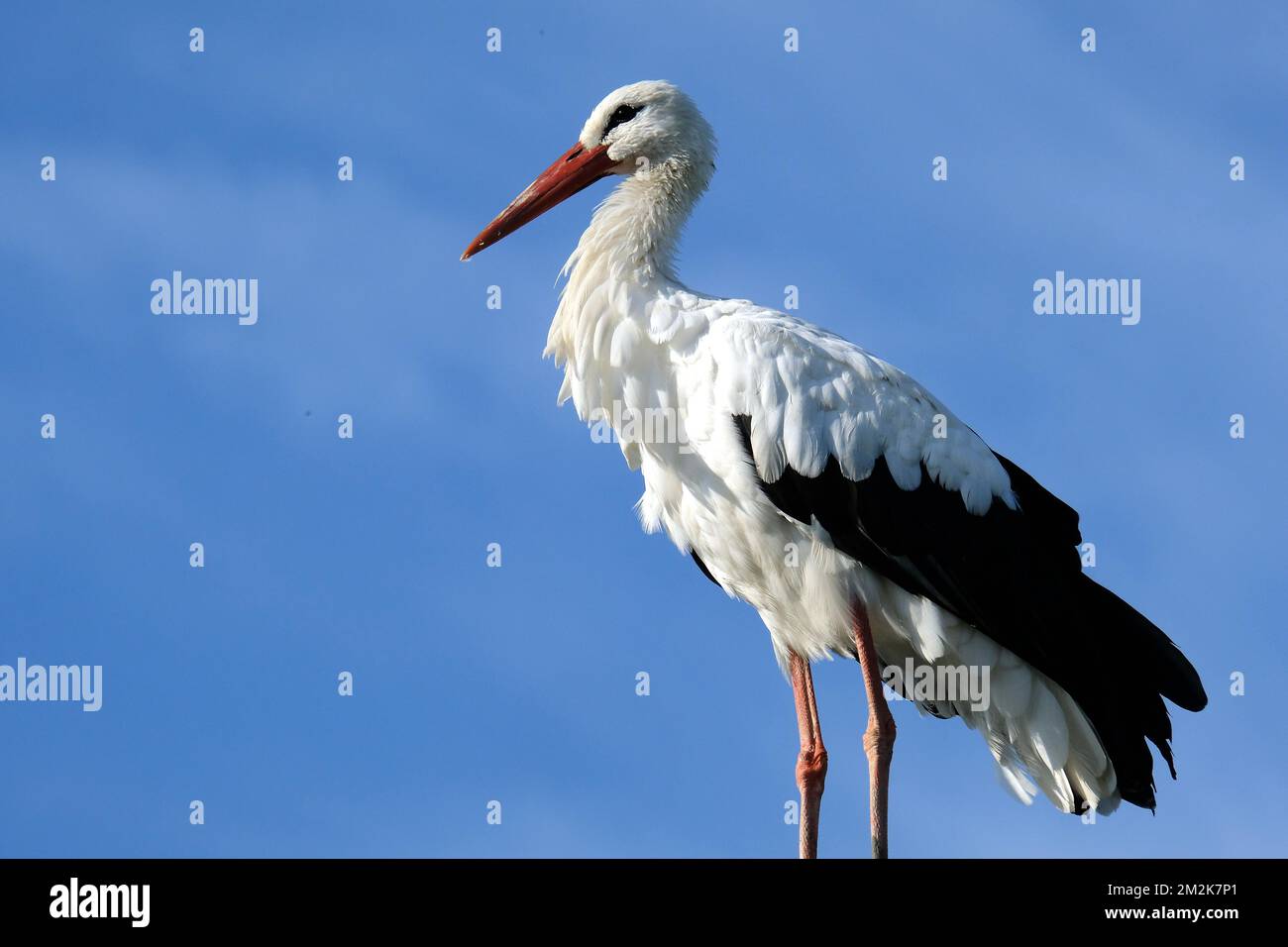 Flamant flamant rose oiseaux nature hi-res stock photography and images ...
