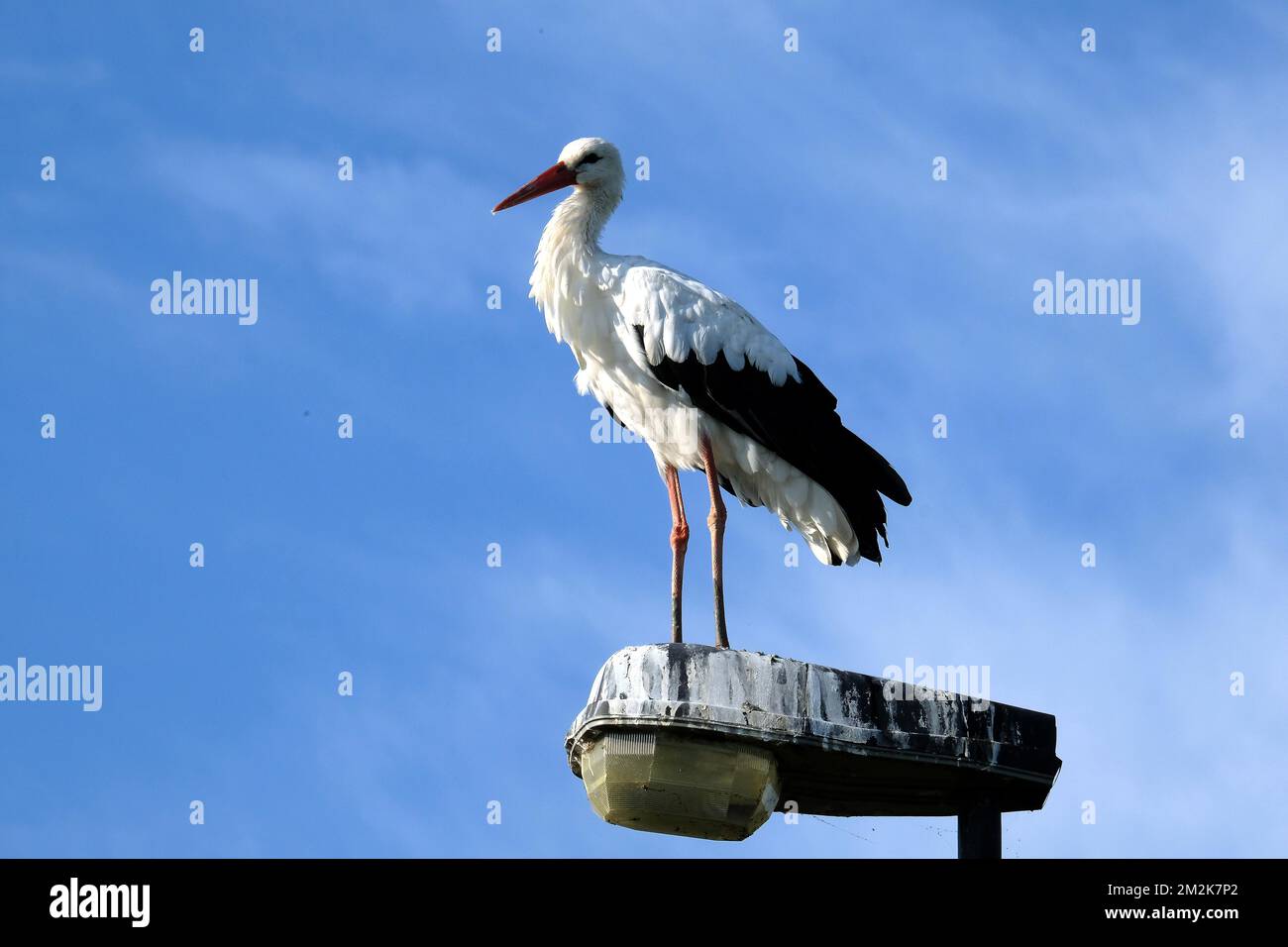 Flamant flamant rose oiseaux nature hi-res stock photography and images ...