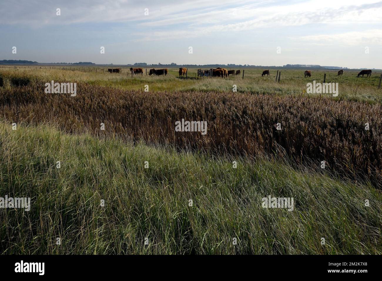 Flamant flamant rose oiseaux nature hi-res stock photography and images ...