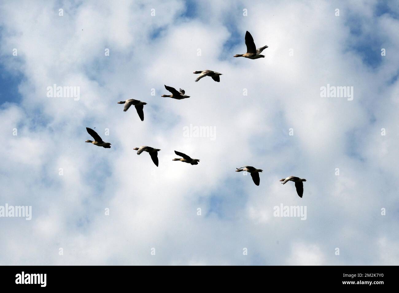 Flamant flamant rose oiseaux nature hi-res stock photography and images ...