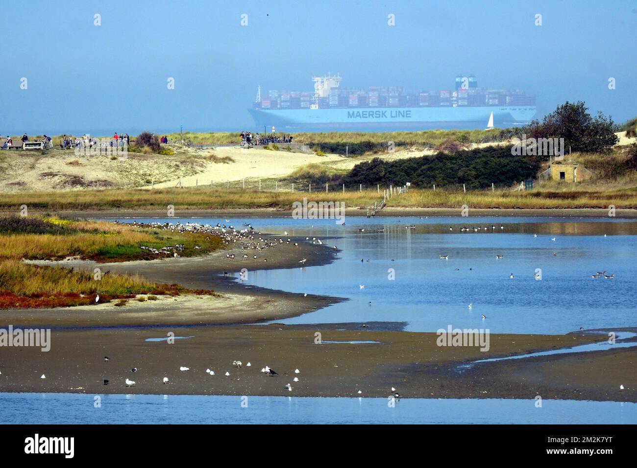 Flamant flamant rose oiseaux nature hi-res stock photography and images ...