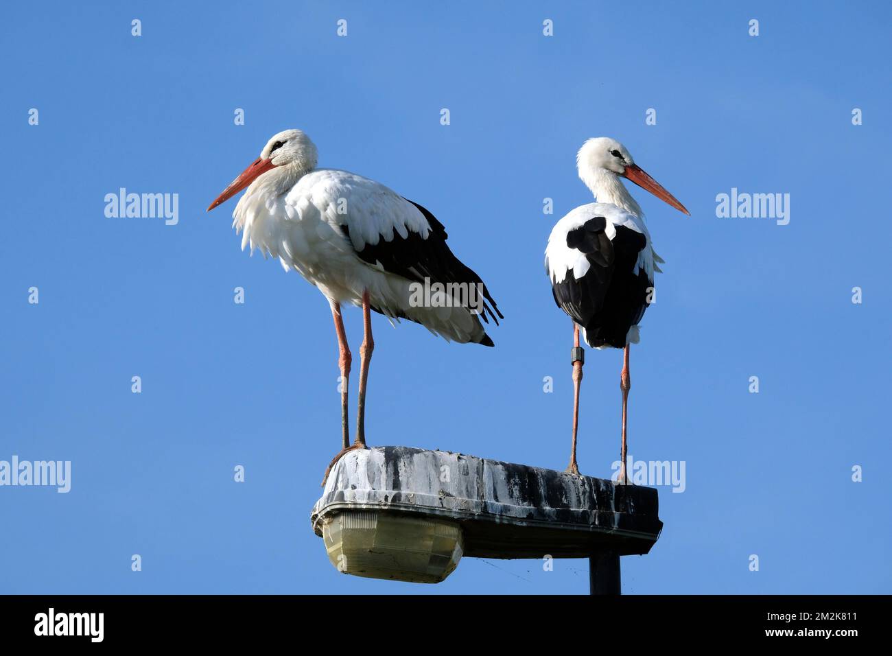 Flamant flamant rose oiseaux nature hi-res stock photography and images ...
