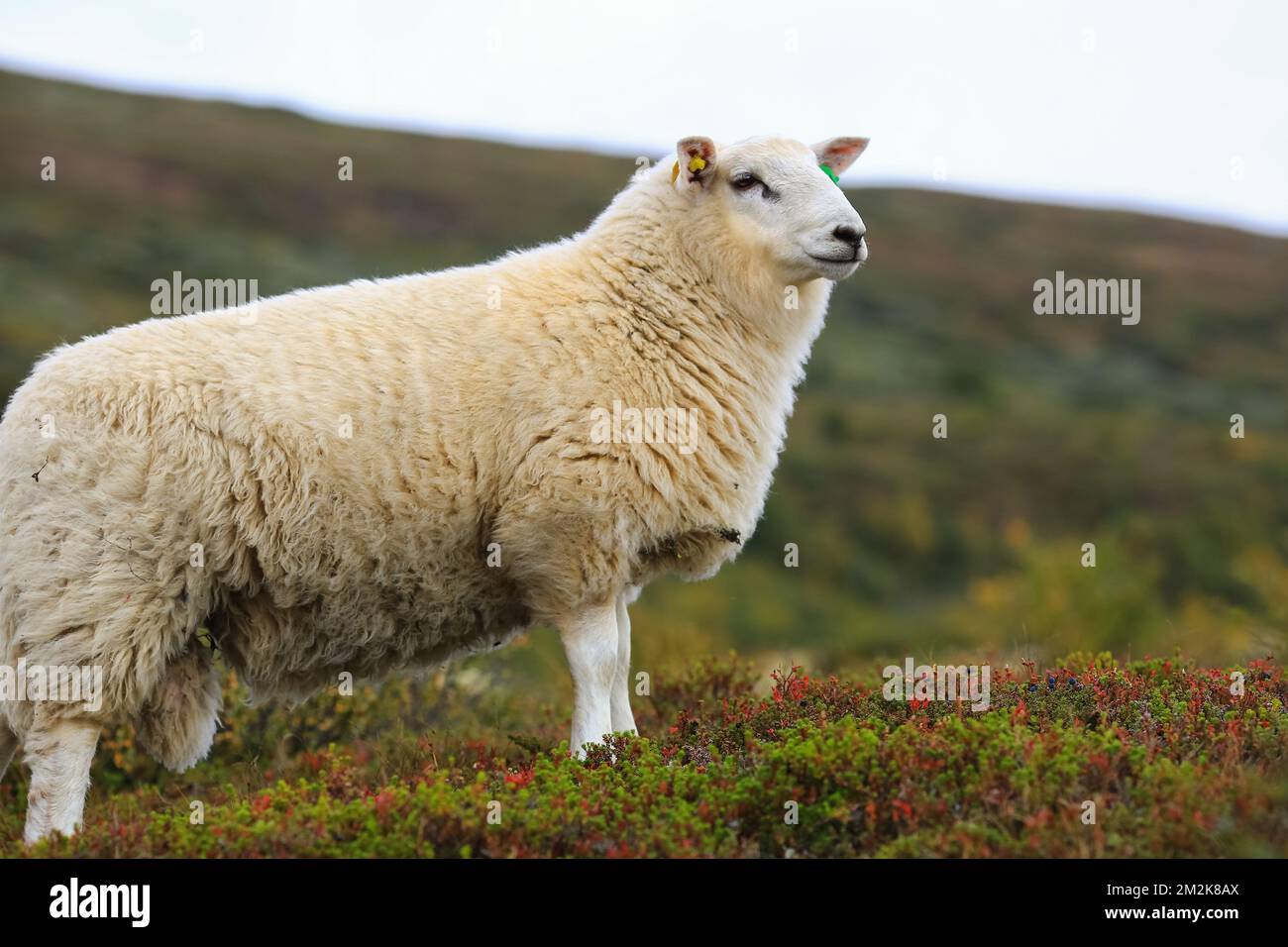 White sheep portrait hi-res stock photography and images - Alamy