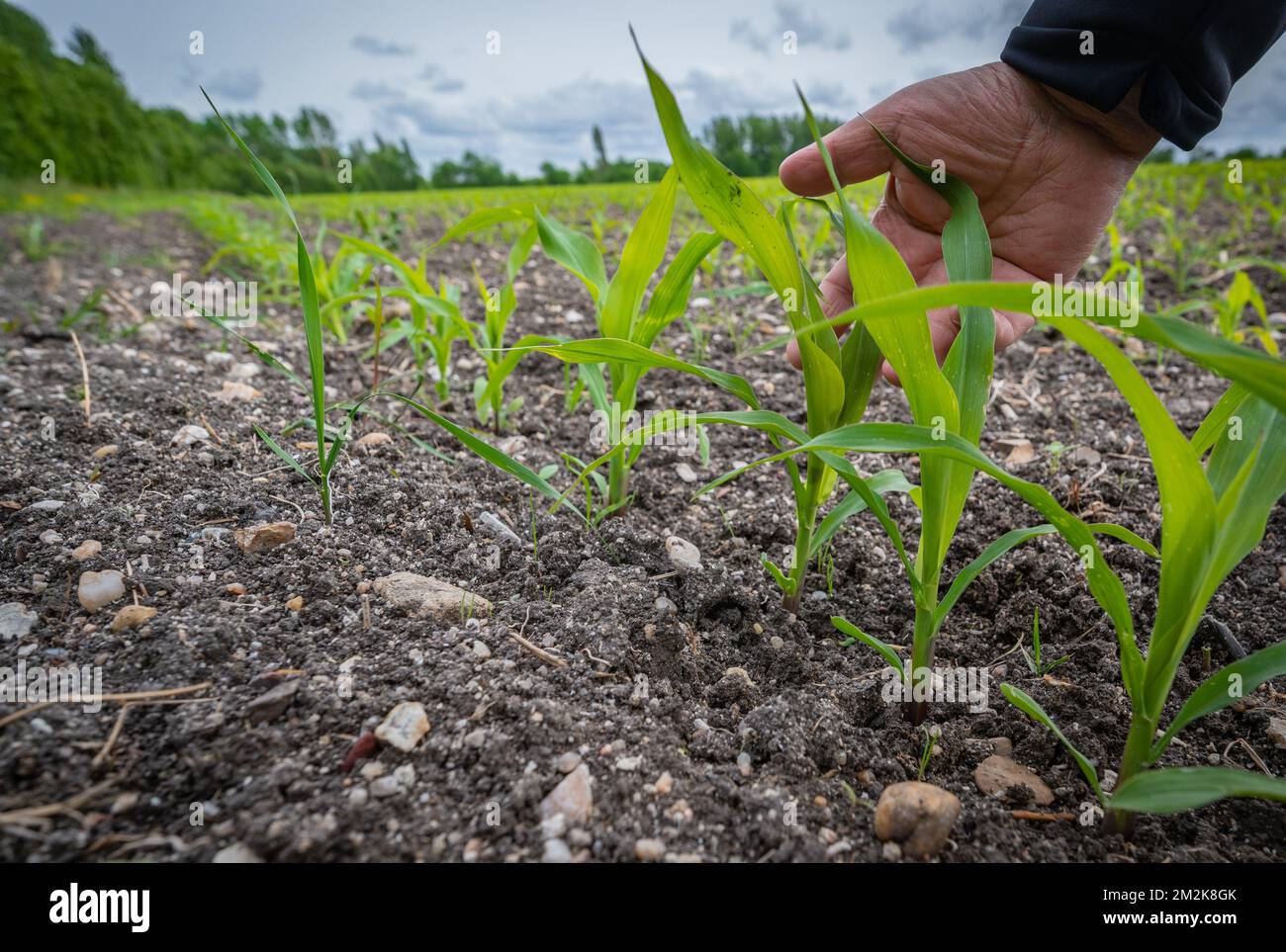 Baby corn cultivation hi-res stock photography and images - Alamy