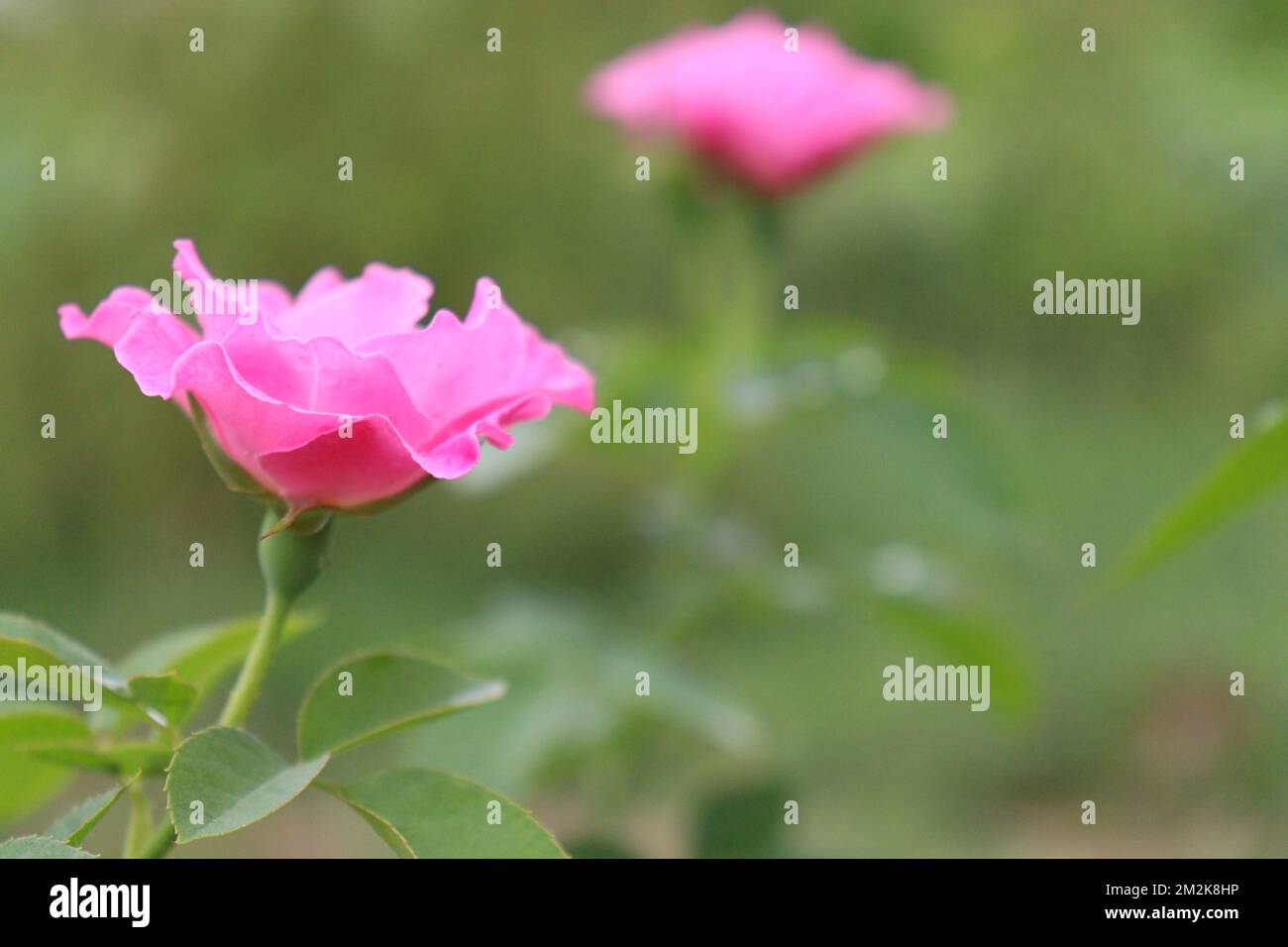 Tuberose farm hi-res stock photography and images - Alamy