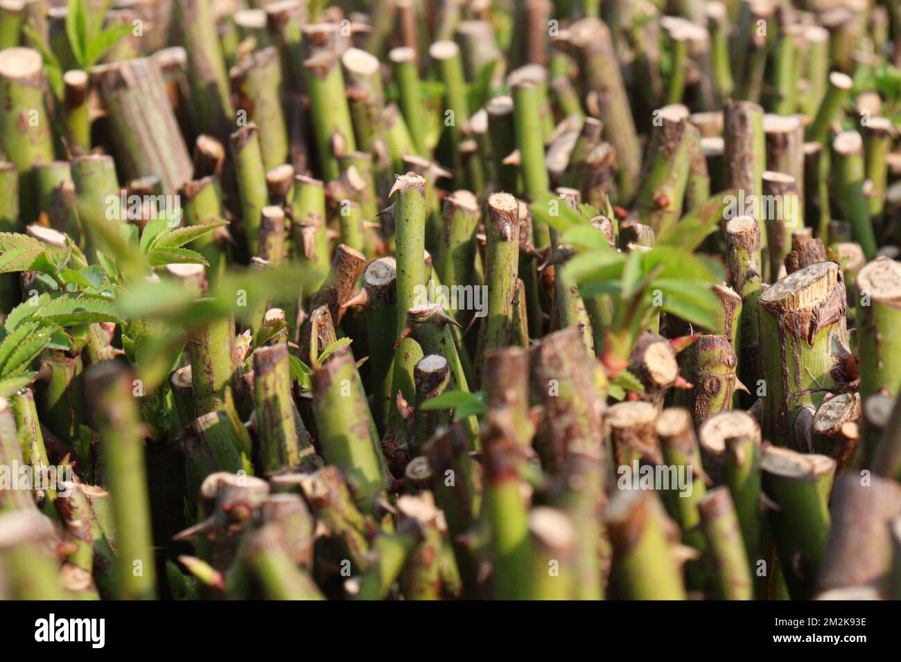 rose seedling stock on farm for sell Stock Photo - Alamy